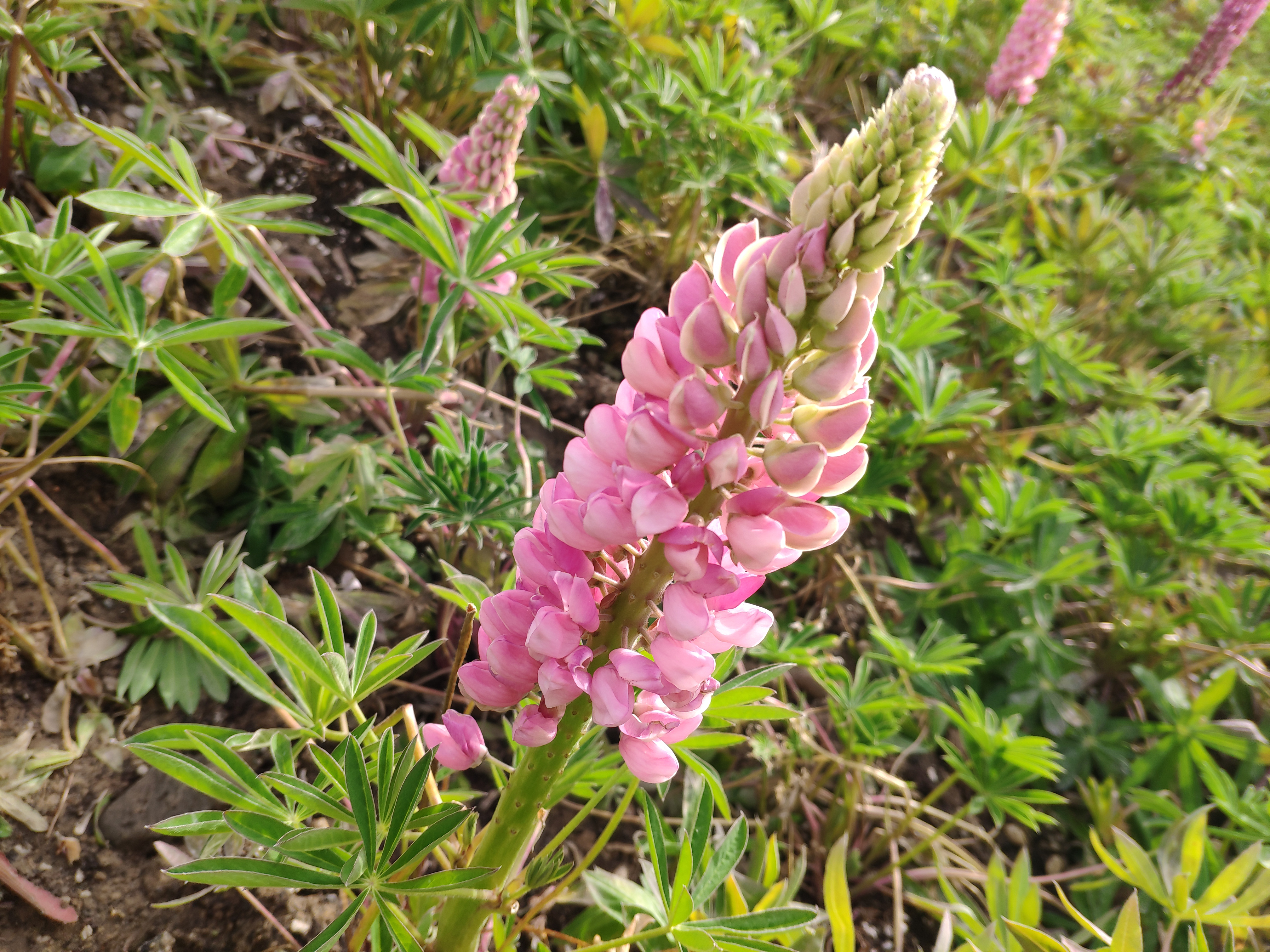 Dull Ice Flower - stevensirski